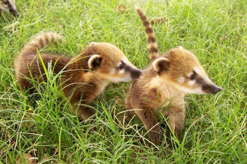 Coatí o tejón yucateco: Todo lo que debes saber de este animal