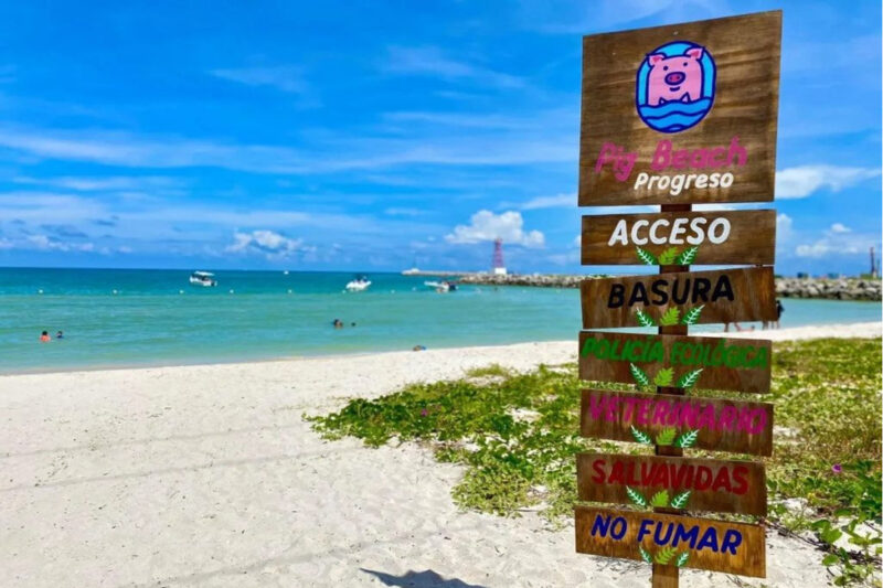 Pig Beach de México; aquí puedes nadar con cerditos