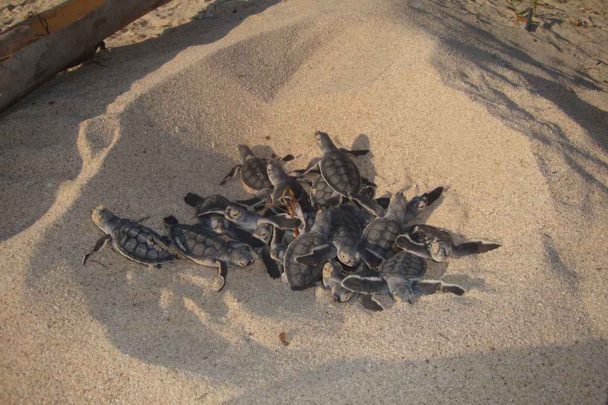 Semarnat declara a Isla Contoy como santuario de tortugas