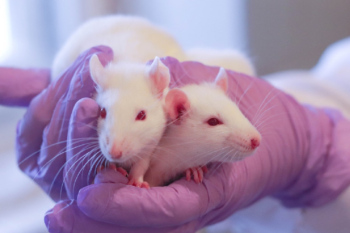 Científicos crearon crías de ratón a partir de dos machos