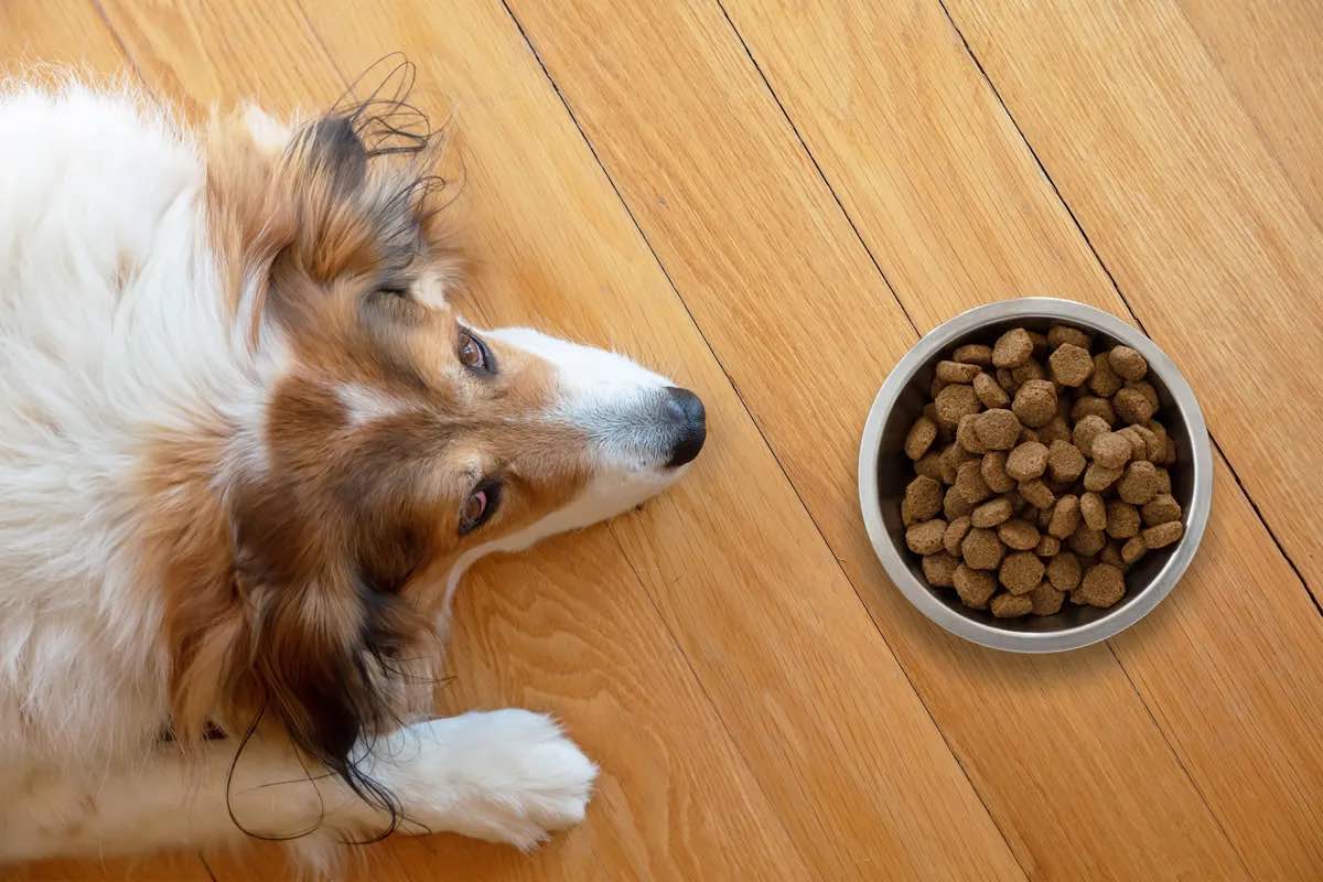 Croquetas para perro: ¿Como elegir las mejores?