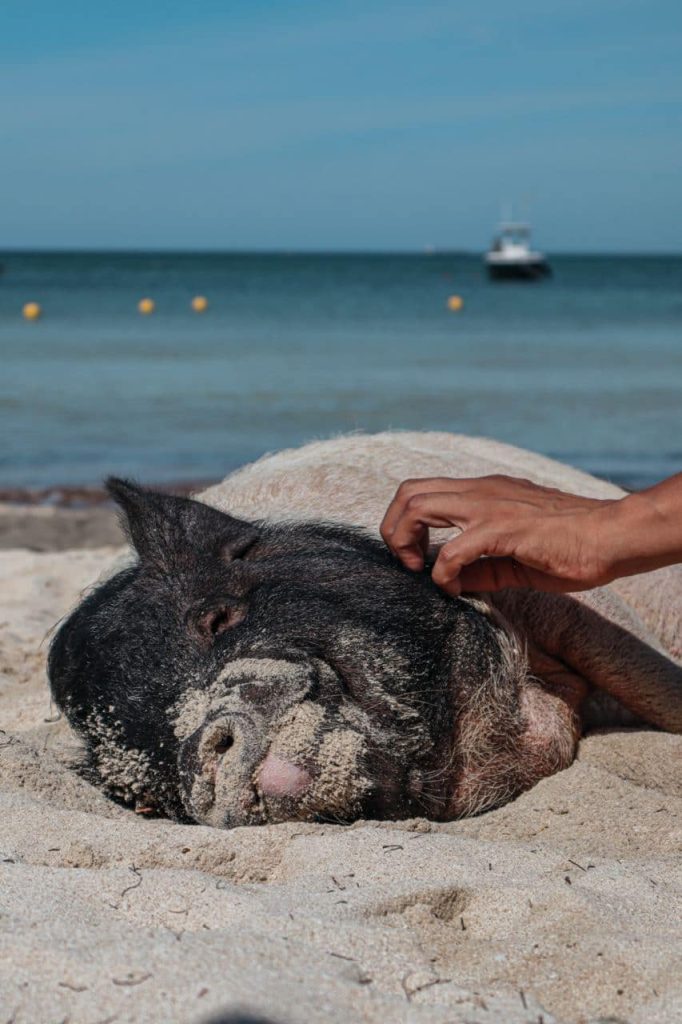 Pig Beach de México; aquí puedes nadar con cerditos