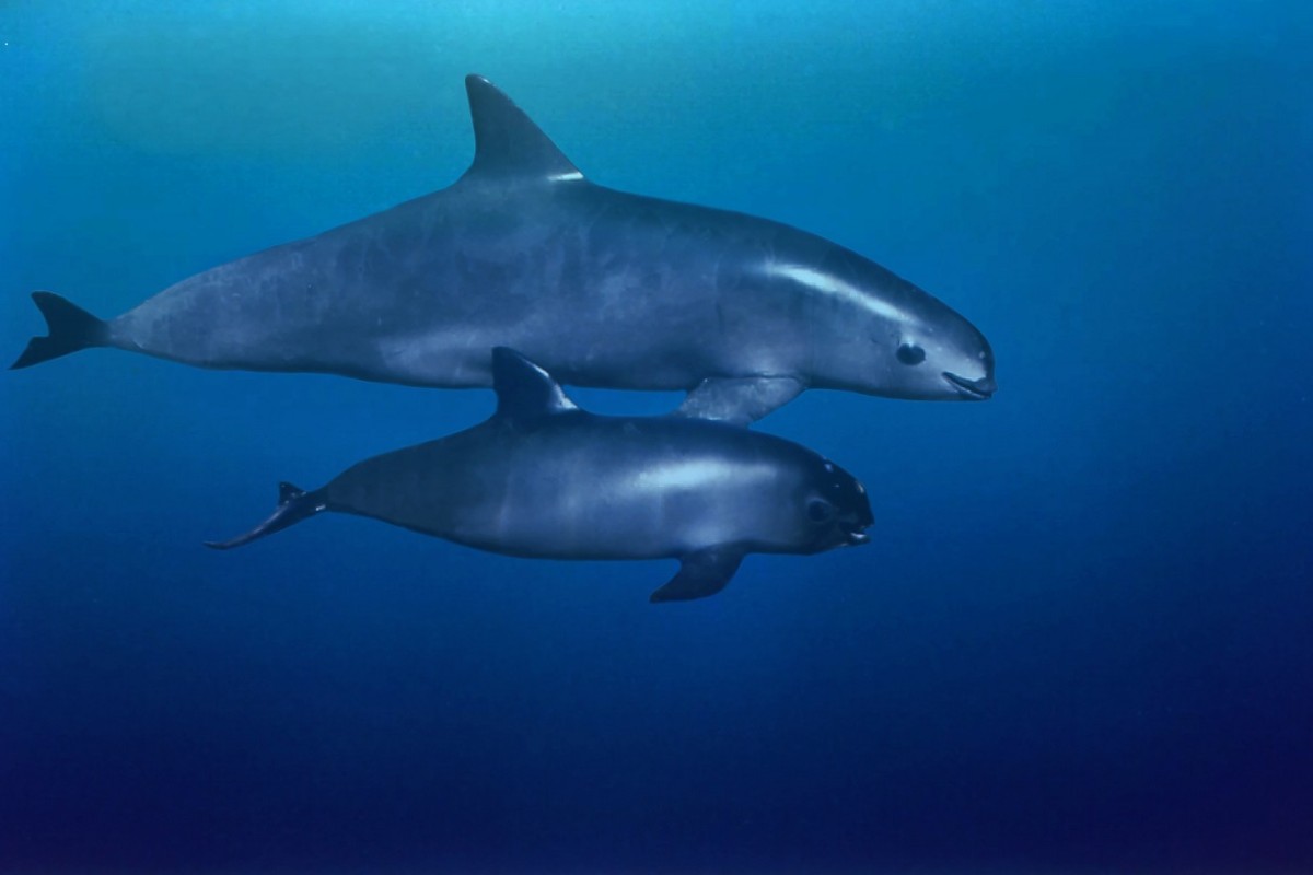 Por no proteger a la vaquita marina multan a México