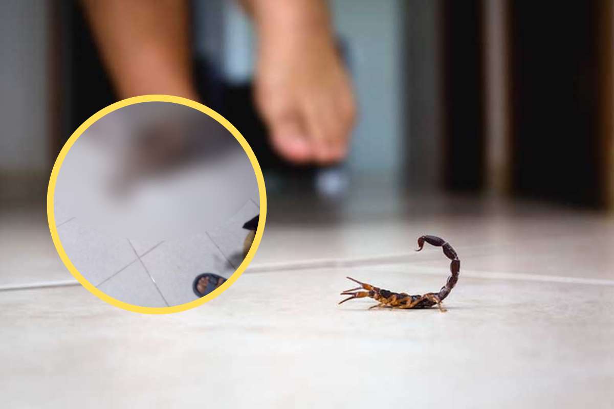 FOTO: Encuentra alacrán gigante en Yucatán y se lleva el susto de su vida