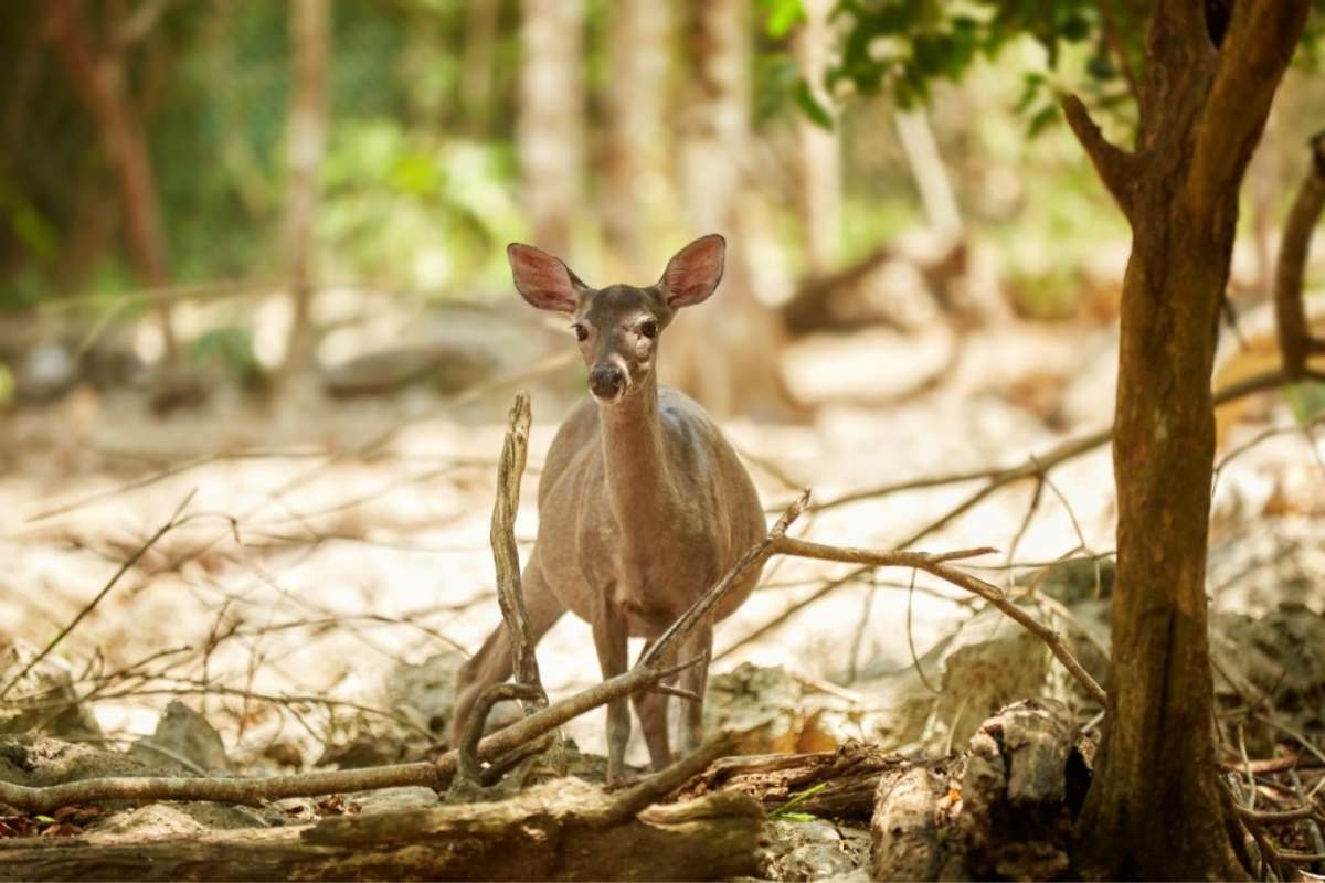 Cazan a animales que buscan agua en ranchos de Quintana Roo