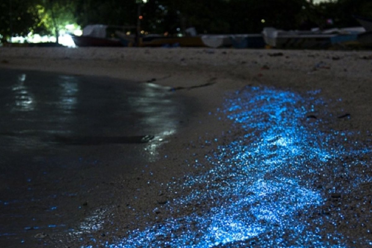 Dónde ver la bioluminiscencia en Quintana Roo