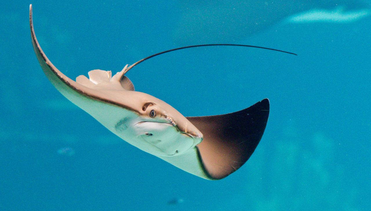 Autoridades alarmadas por muerte de mantarrayas mutiladas