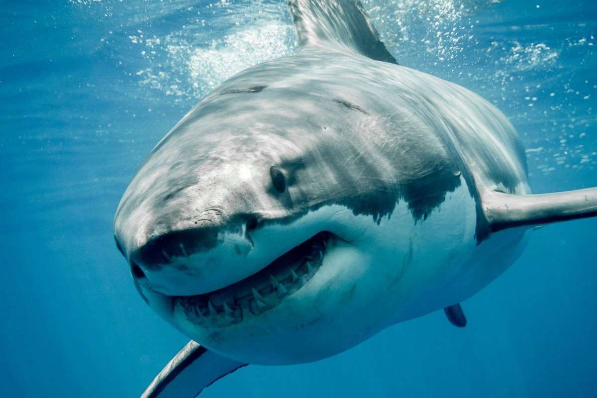 Bañista es atacada por tiburón en la playa; casi le arranca la pierna