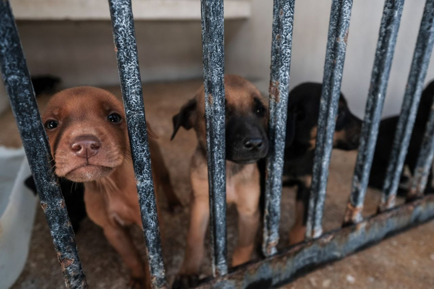 Perrera de Cancún no puede recibir a más mascotas maltratadas