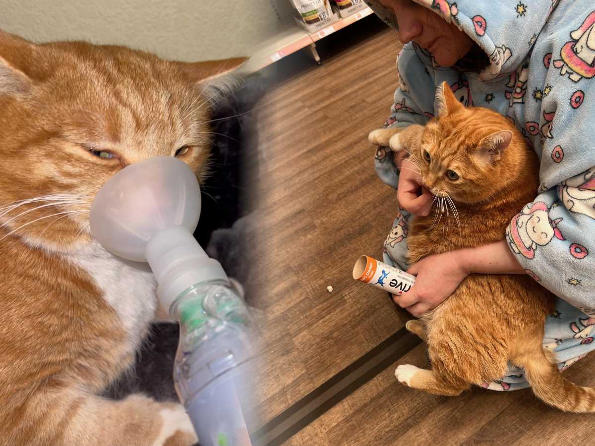 Mujer paga 30 mil dólares por tratamiento de su gato con asma felina
