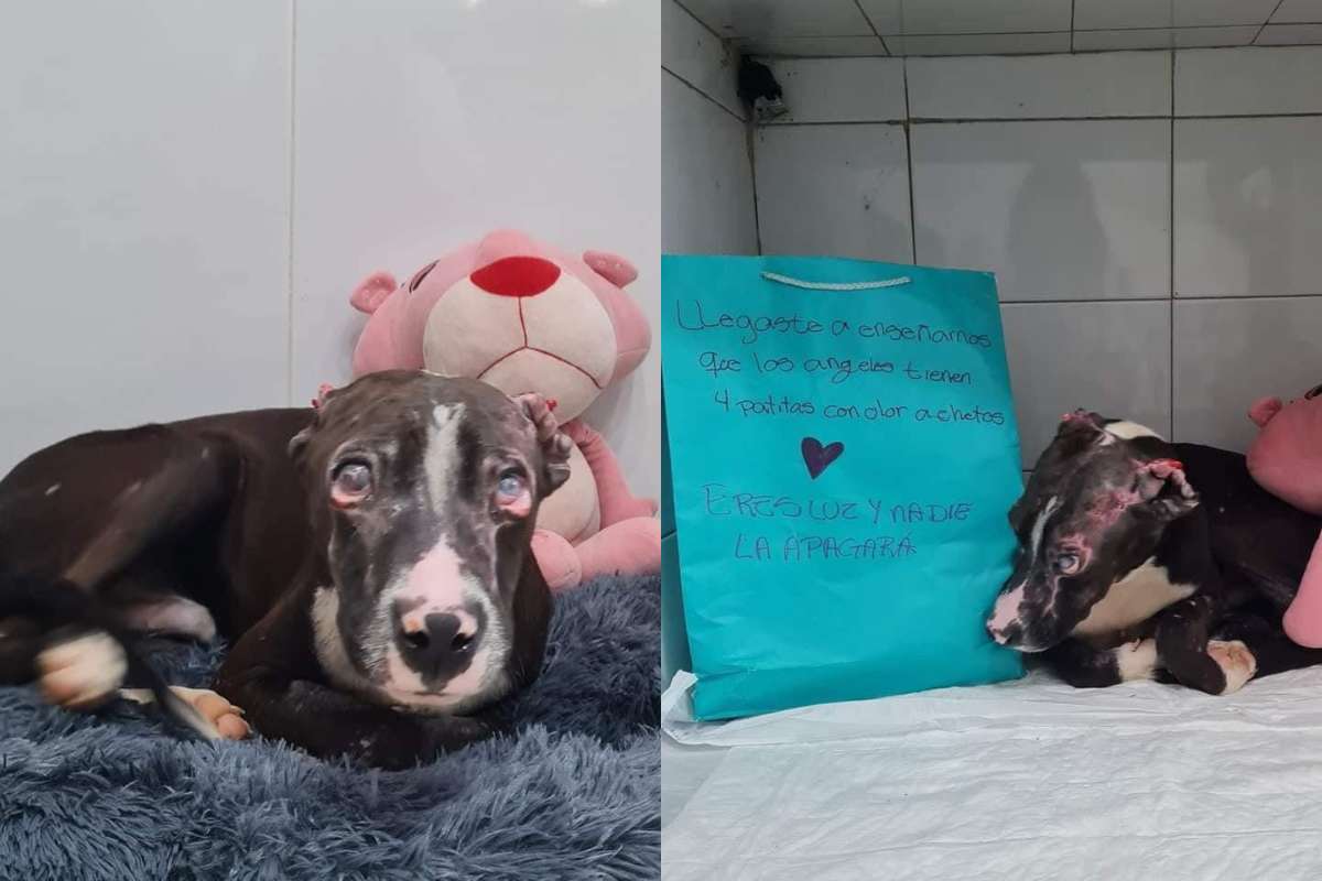 Perrito quemado en Playa del Carmen logró vencer a la muerte