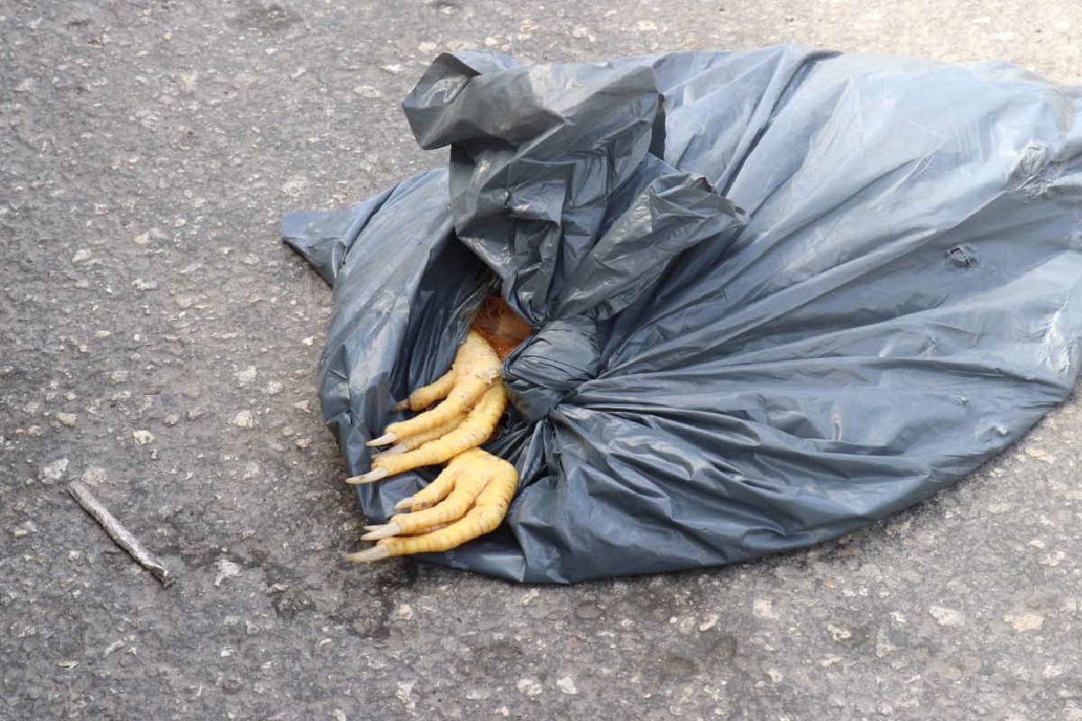 Pollo muerto es aventado a la FGE de Quintana Roo en Cancún