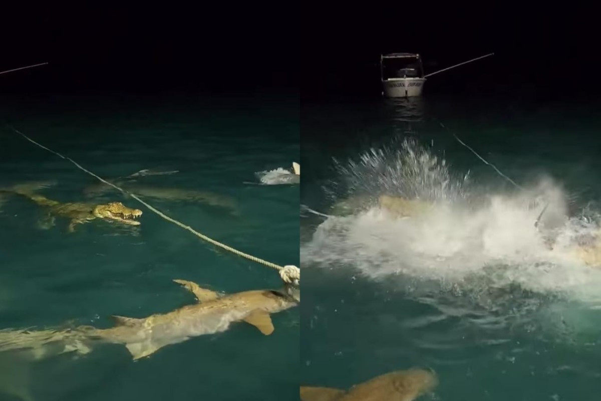 VIDEO: Pescadora capta aterradora pelea de tiburones y cocodrilo en la ...