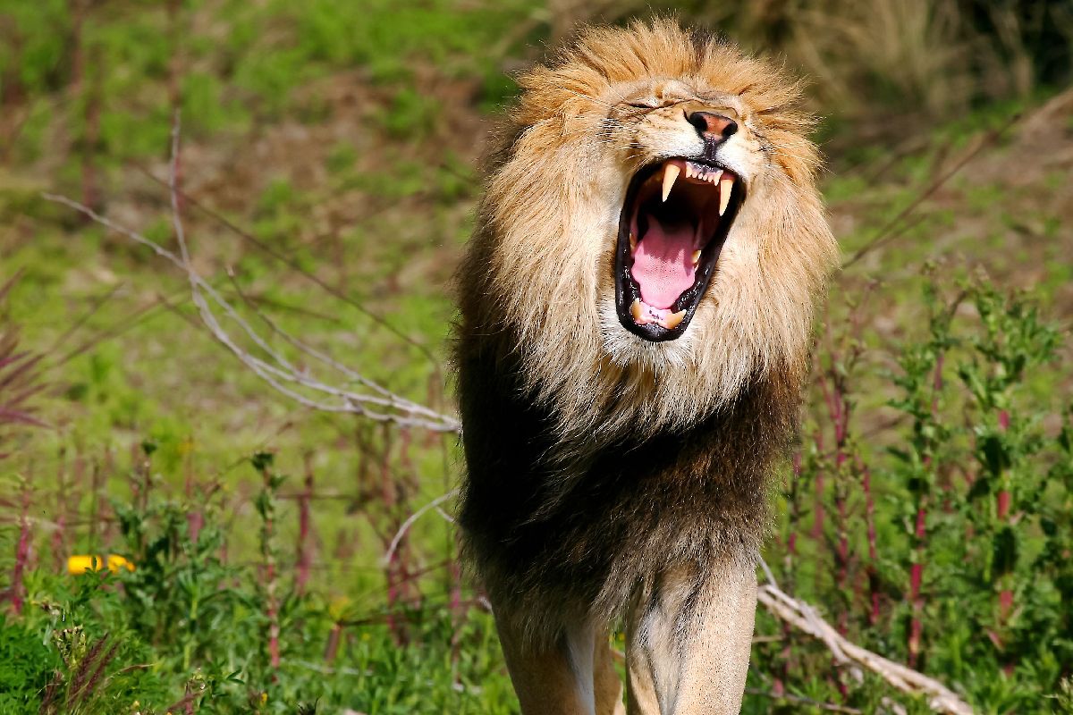 Hombre muere tras ataque de león en un zoológico, quería tomarse una selfie