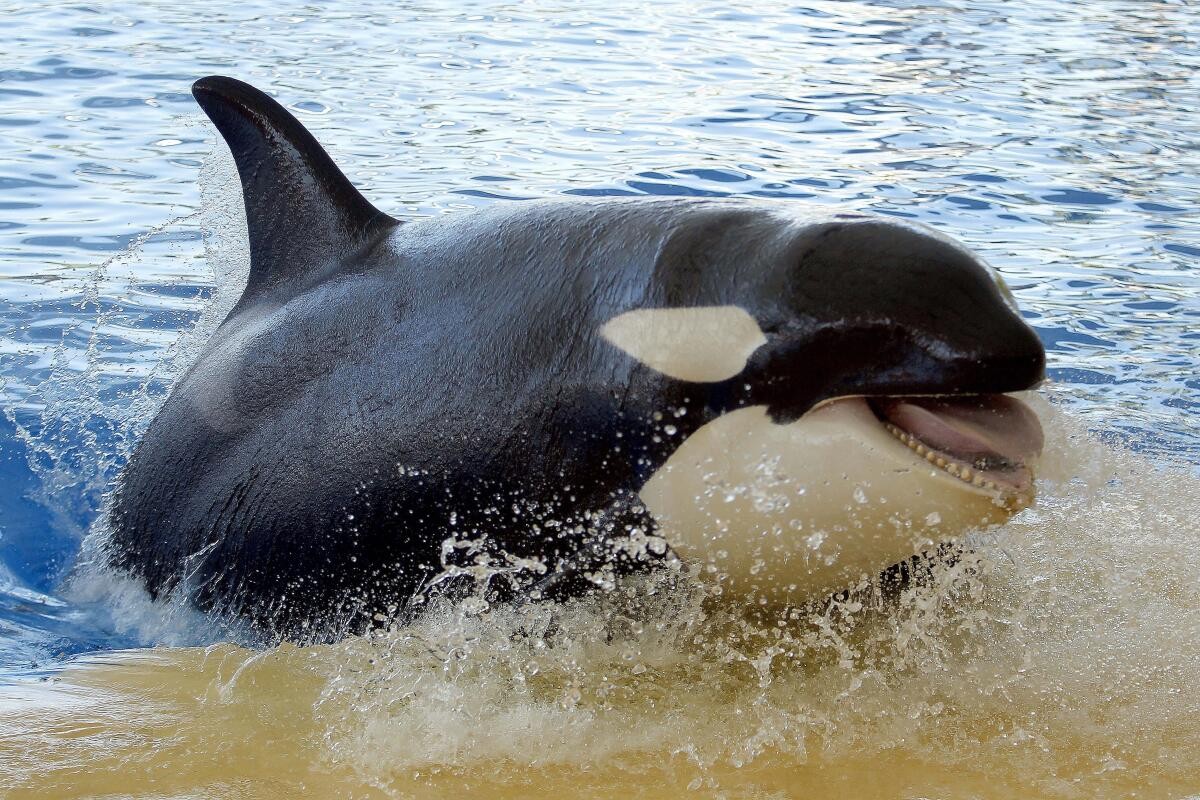 VIDEO: Orca mata a enorme tiburón blanco