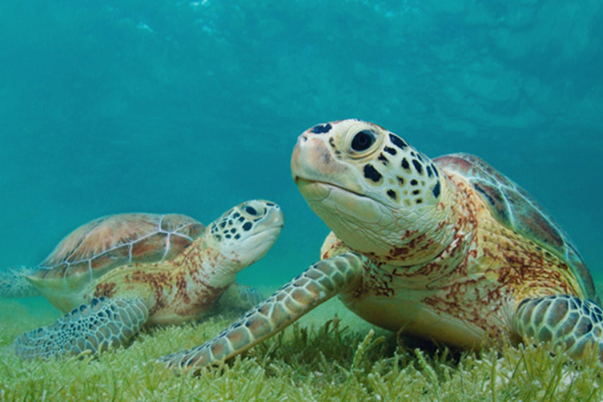 Turista encuentra restos de una tortuga en la Zona Continental de Isla ... Turista encuentra restos de una tortuga en la Zona Continental de Isla ...