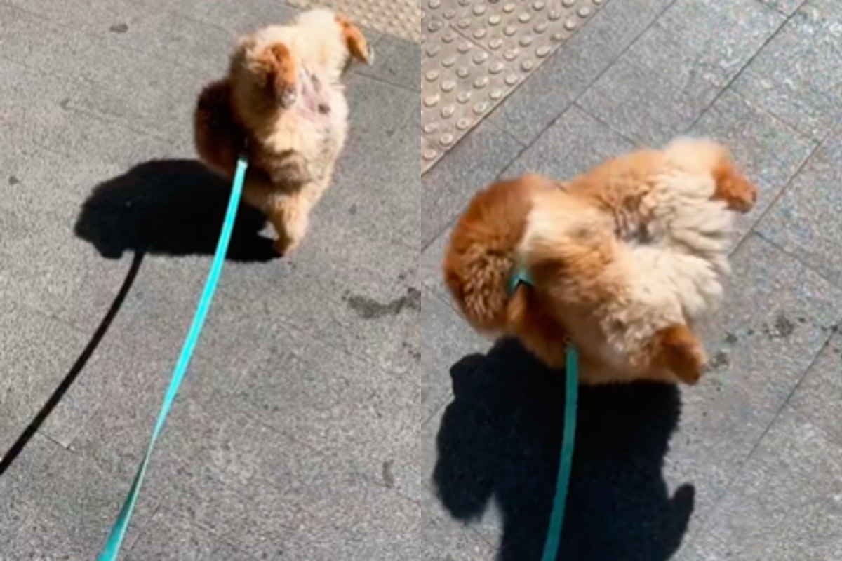 VIDEO: Perro con rara habilidad caminando en patas delanteras - MegaNews